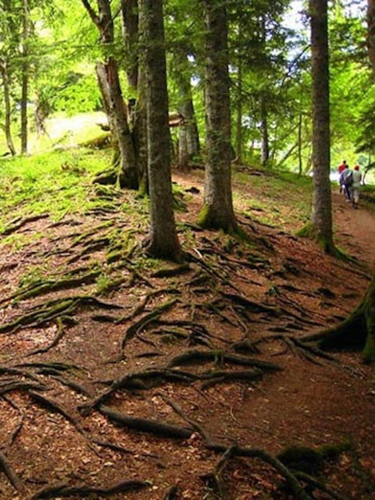 Izlet u prašumu Perućicu - Grand Tara